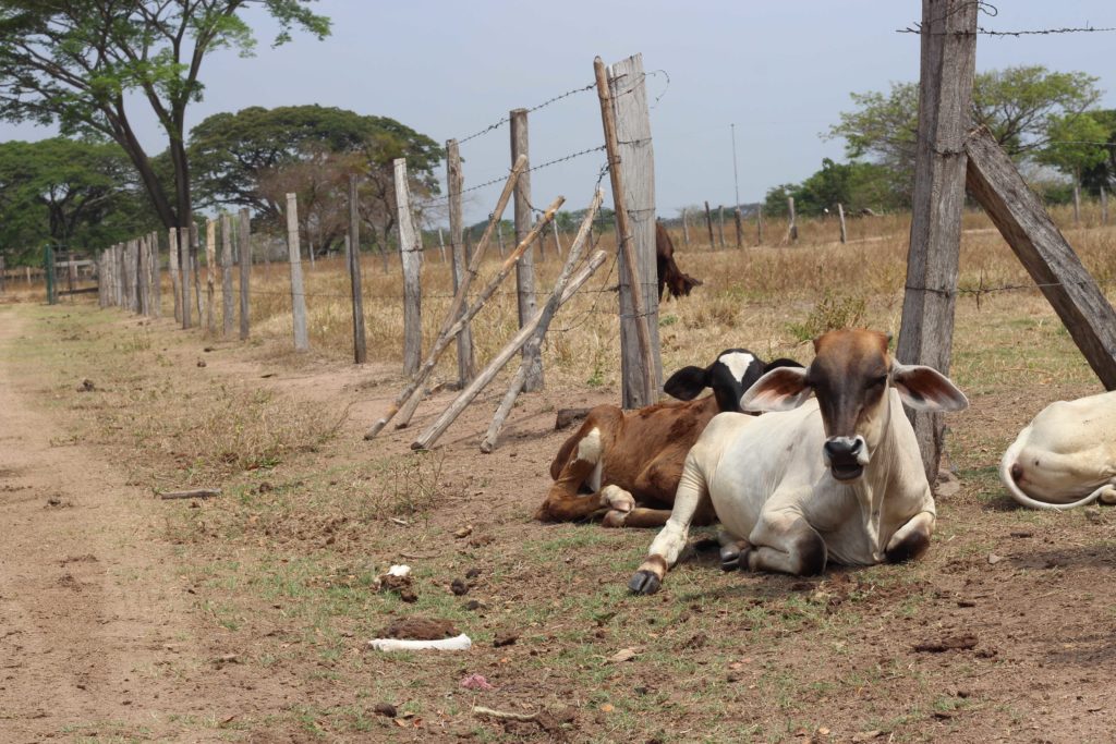 FOTO MARIO PEREZ - GANADO RUMIANDO EN POTREROS | Caracas Chronicles