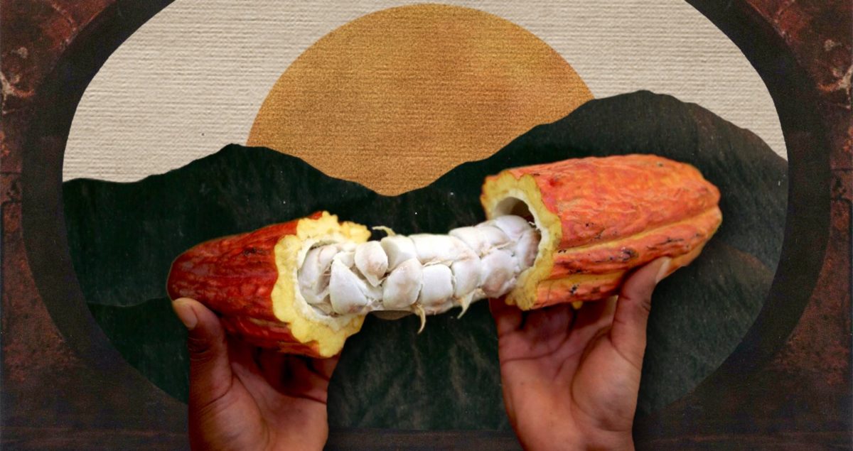 What Makes Venezuelan Cacao So Good | Caracas Chronicles